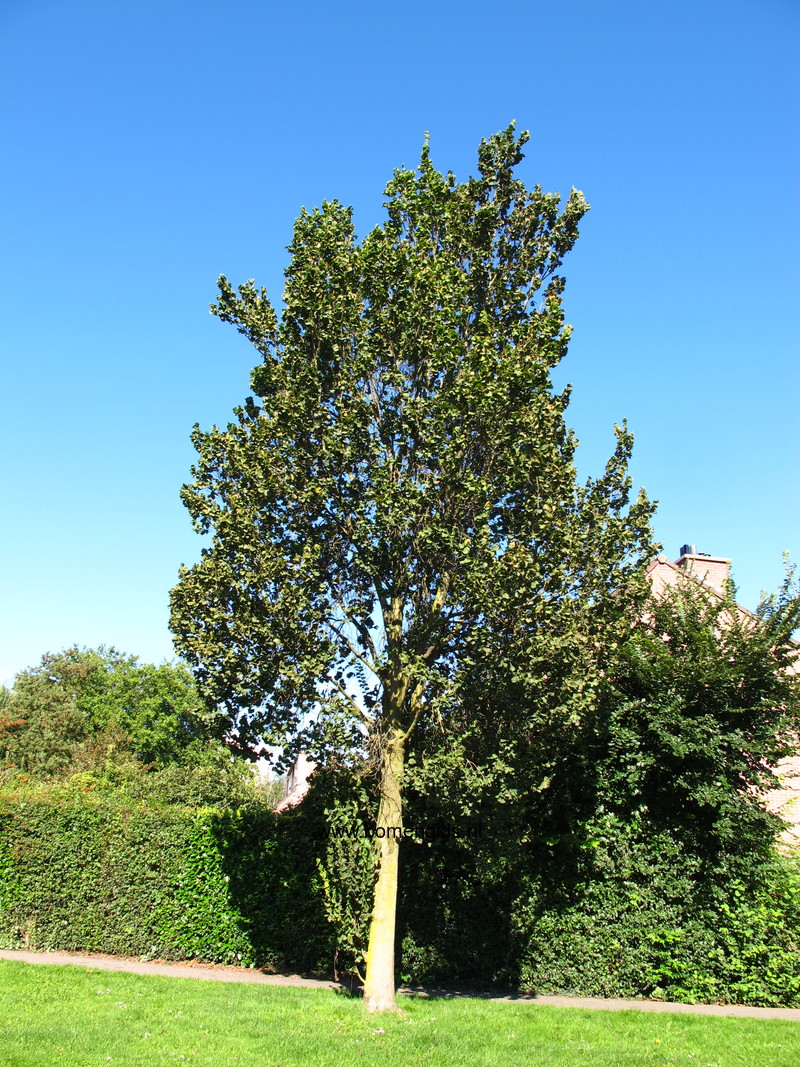 Boomsoorten die horen bij iepfamilie