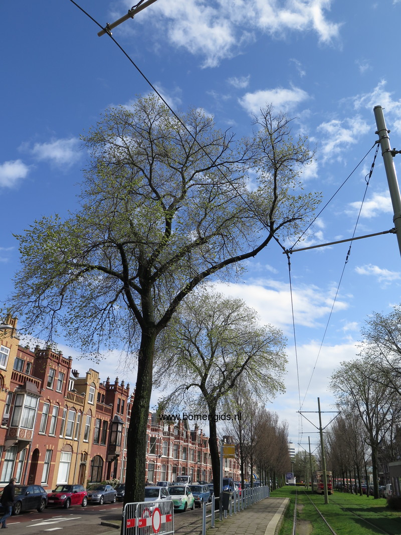 Herken de boomsoort NL: Hollandse iep; Latin: Ulmus hollandica; UK ...