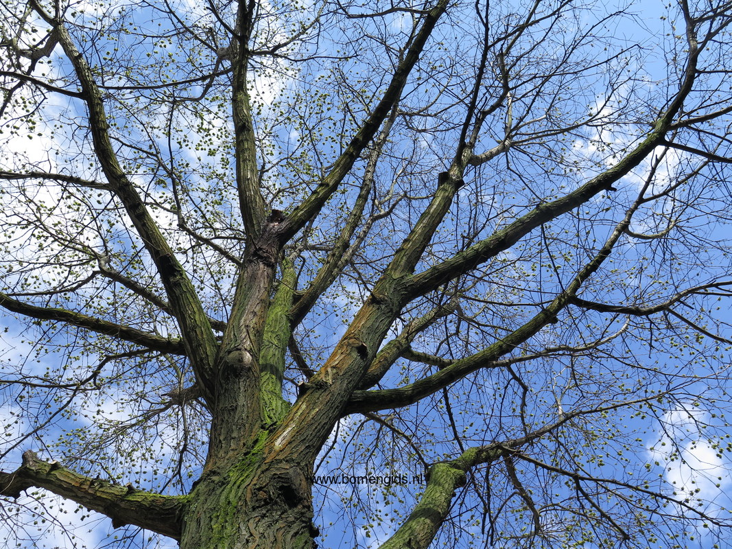 Herken de boomsoort NL: Hollandse iep; Latin: Ulmus hollandica; UK ...