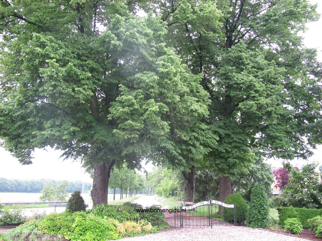 Herken de boomsoort NL: Hollandse iep; Latin: Ulmus hollandica; UK ...