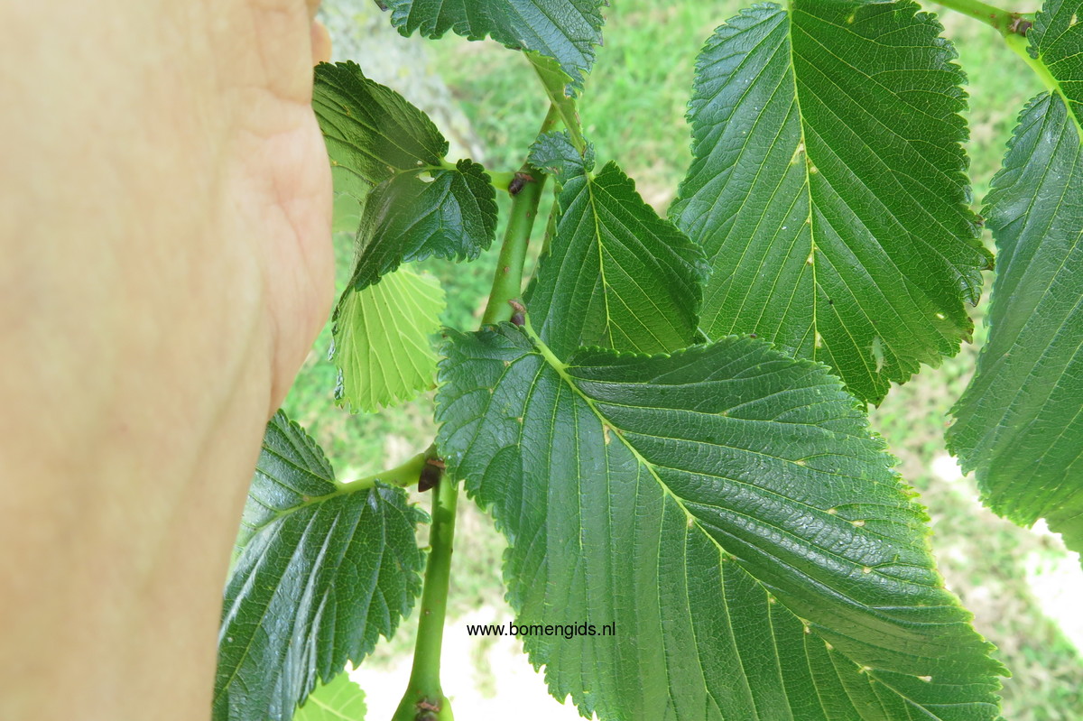 Herken de boomsoort NL: Hollandse iep; Latin: Ulmus hollandica; UK ...