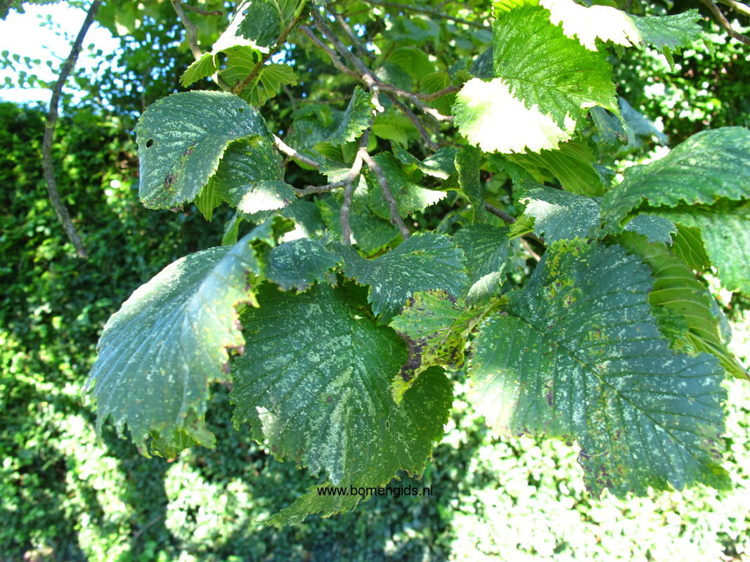 Herken de boomsoort NL: Hollandse iep; Latin: Ulmus hollandica; UK ...
