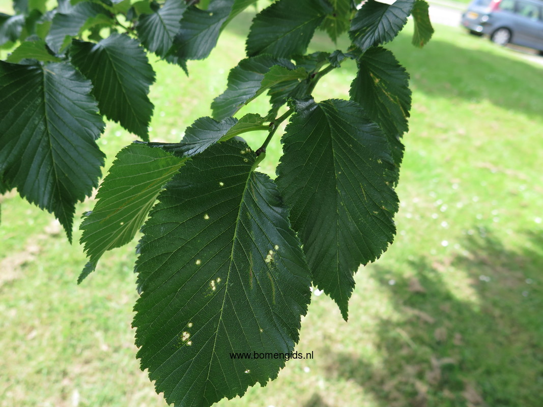 Herken de boomsoort NL: Hollandse iep; Latin: Ulmus hollandica; UK ...