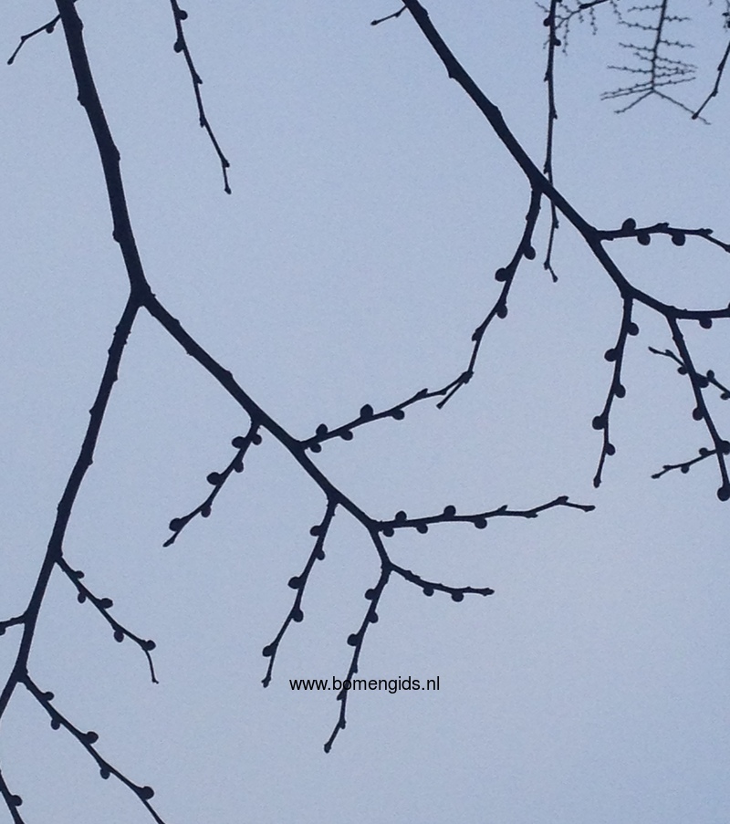 Herken de boomsoort NL: Hollandse iep; Latin: Ulmus hollandica; UK ...