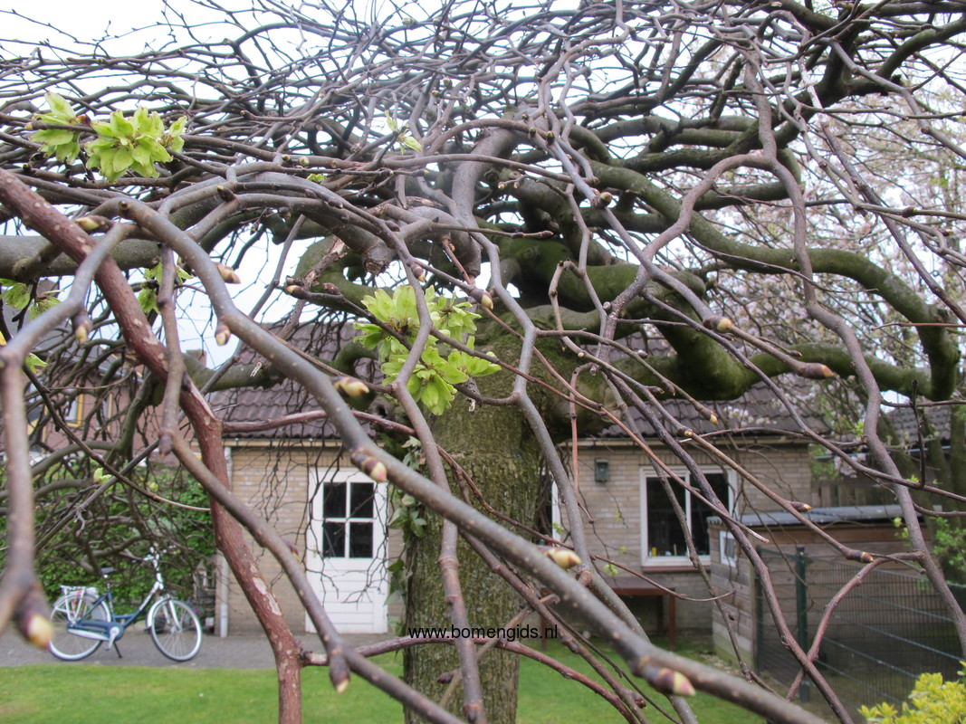 Herken de boomsoort NL: Hollandse iep; Latin: Ulmus hollandica; UK ...
