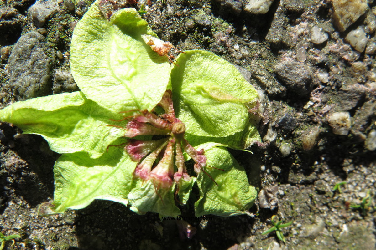 Herken de boomsoort NL: Hollandse iep; Latin: Ulmus hollandica; UK ...