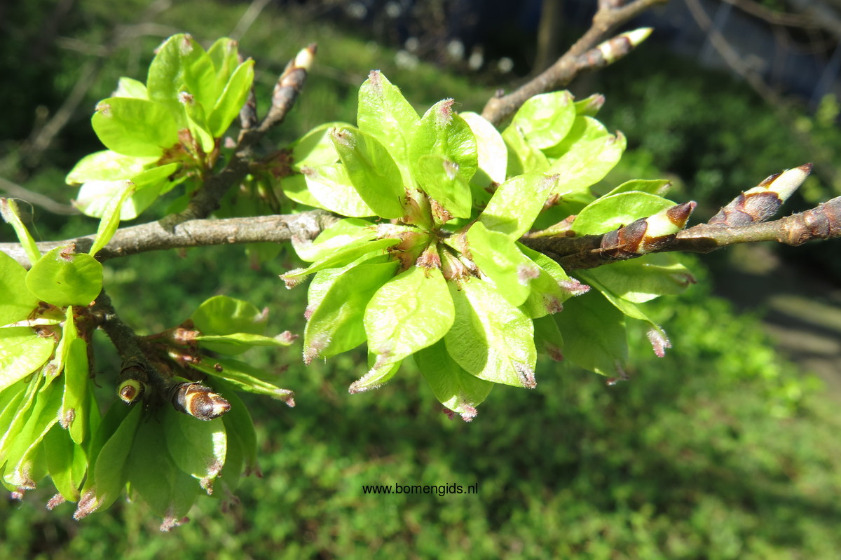 Herken de boomsoort NL: Hollandse iep; Latin: Ulmus hollandica; UK ...