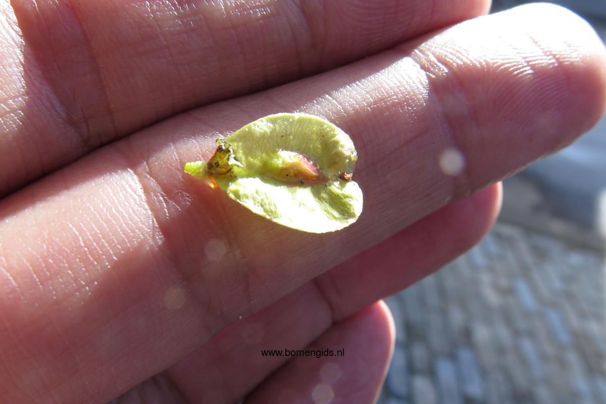 Herken de boomsoort NL: Hollandse iep; Latin: Ulmus hollandica; UK ...