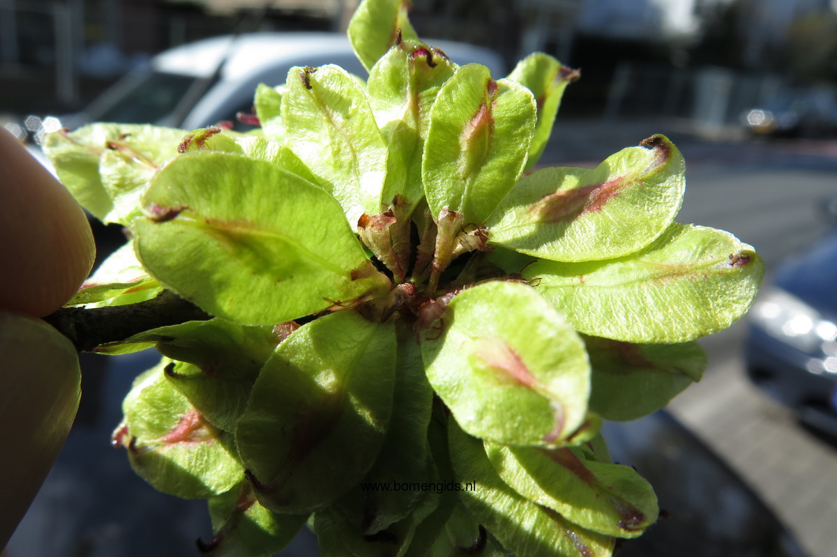 Herken de boomsoort NL: Hollandse iep; Latin: Ulmus hollandica; UK ...