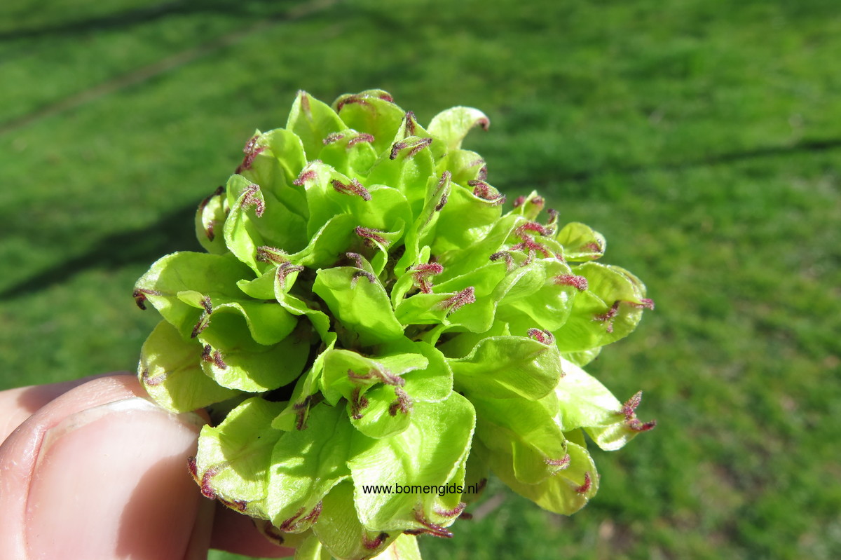Herken de boomsoort NL: Hollandse iep; Latin: Ulmus hollandica; UK ...