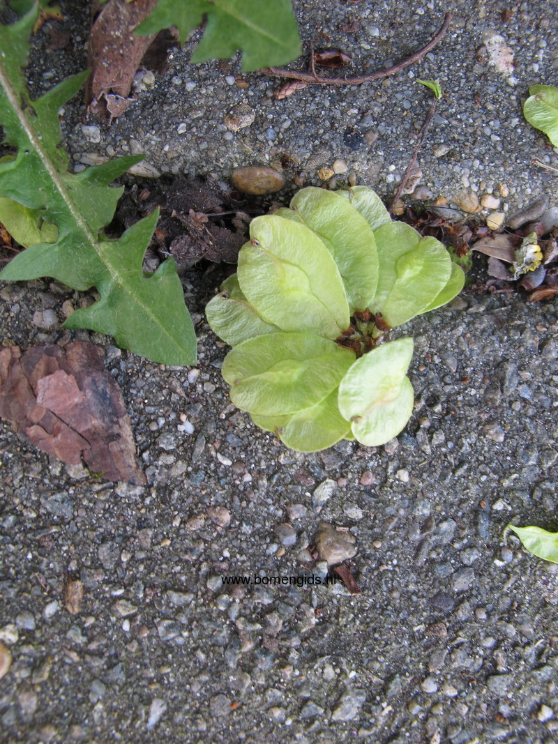 Herken de boomsoort NL: Hollandse iep; Latin: Ulmus hollandica; UK ...