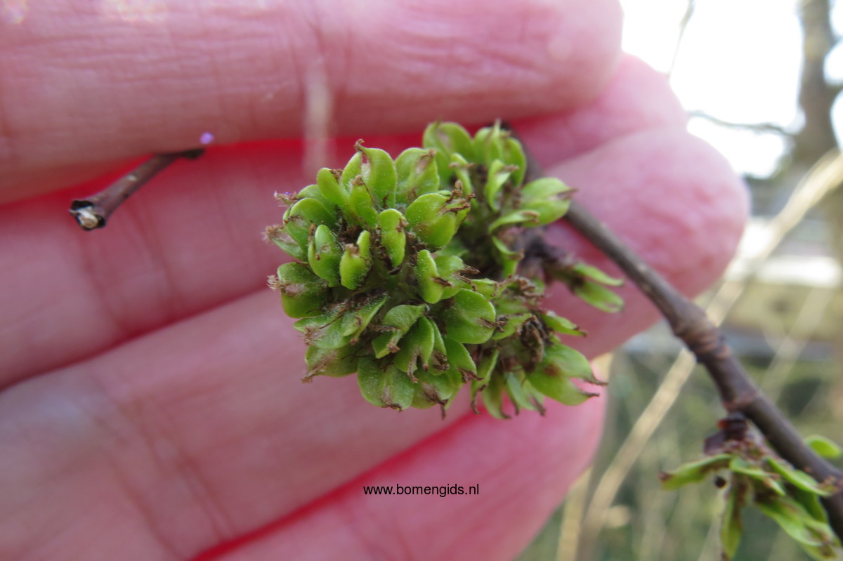 Herken de boomsoort NL: Hollandse iep; Latin: Ulmus hollandica; UK ...
