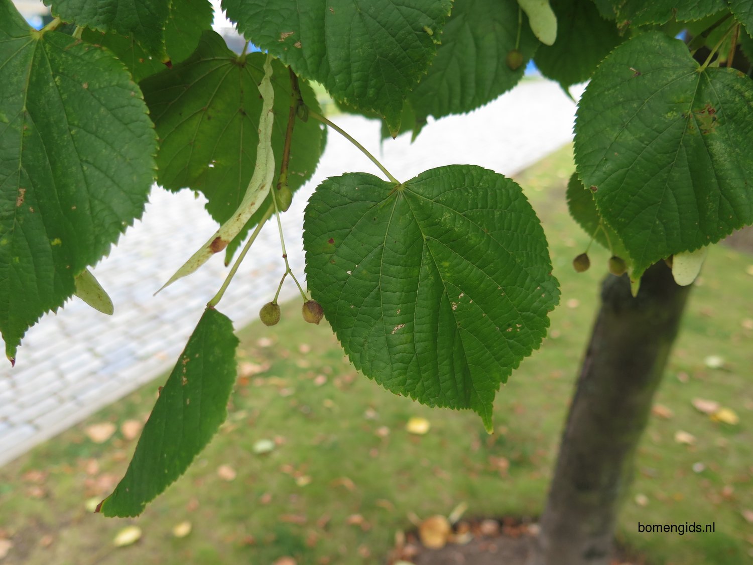Herken de boomsoort NL: Hollandse linde; Latin: Tilia x vulgaris; UK ...