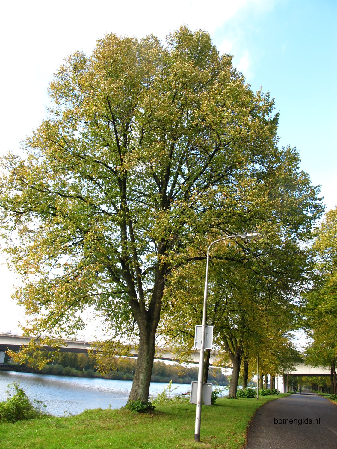 Herken de boomsoort NL: Hollandse linde; Latin: Tilia x vulgaris; UK ...