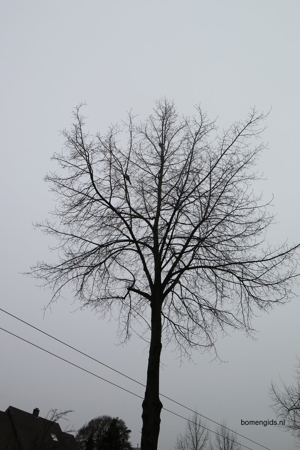 Herken de boomsoort NL: Hollandse linde; Latin: Tilia x vulgaris; UK ...