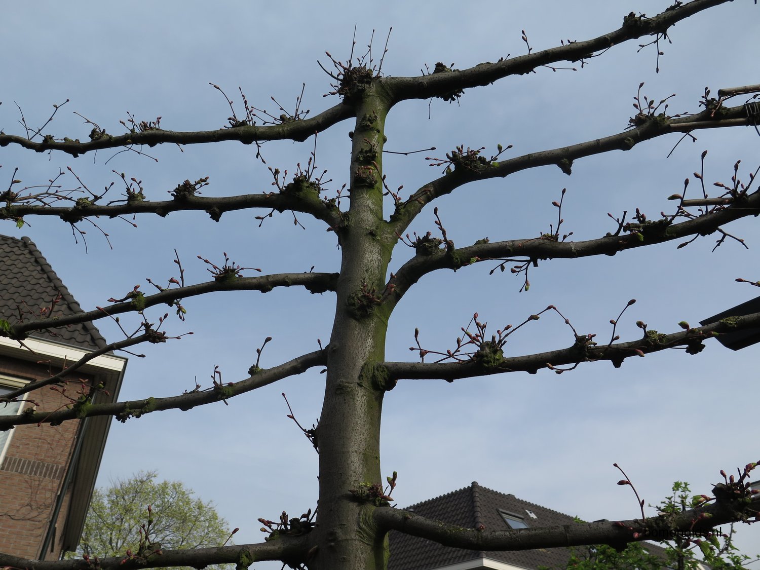 Herken de boomsoort NL: Hollandse linde; Latin: Tilia x vulgaris; UK ...