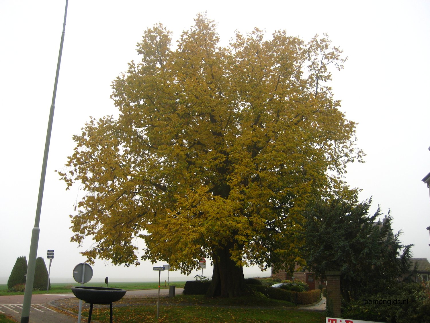 Herken de boomsoort NL: Hollandse linde; Latin: Tilia x vulgaris; UK ...