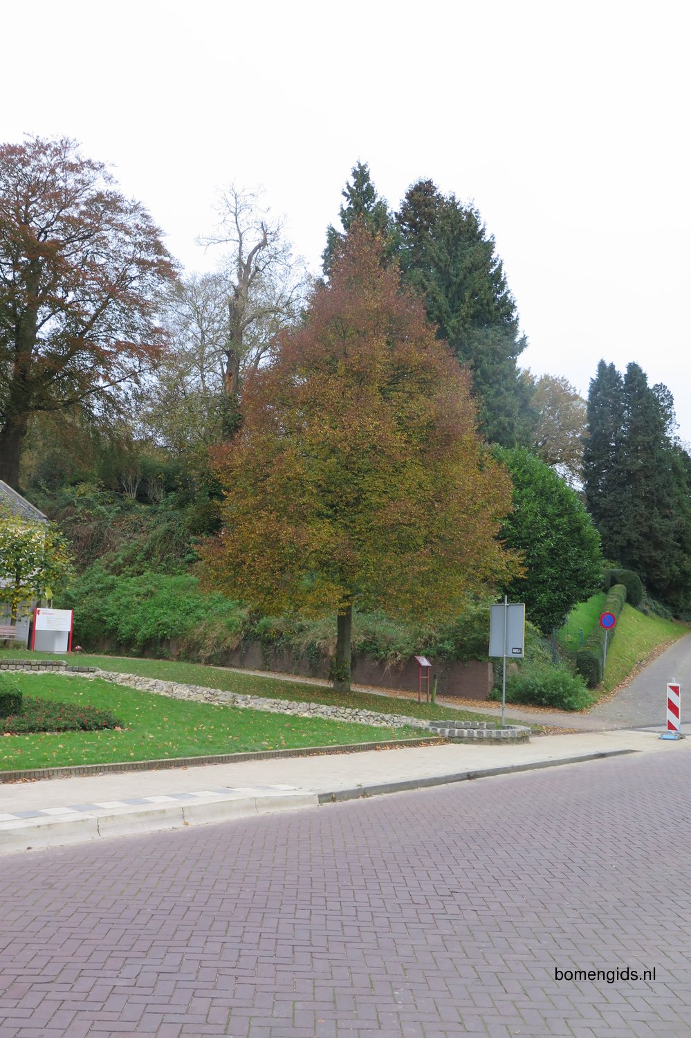 Herken de boomsoort NL: Hollandse linde; Latin: Tilia x vulgaris; UK ...