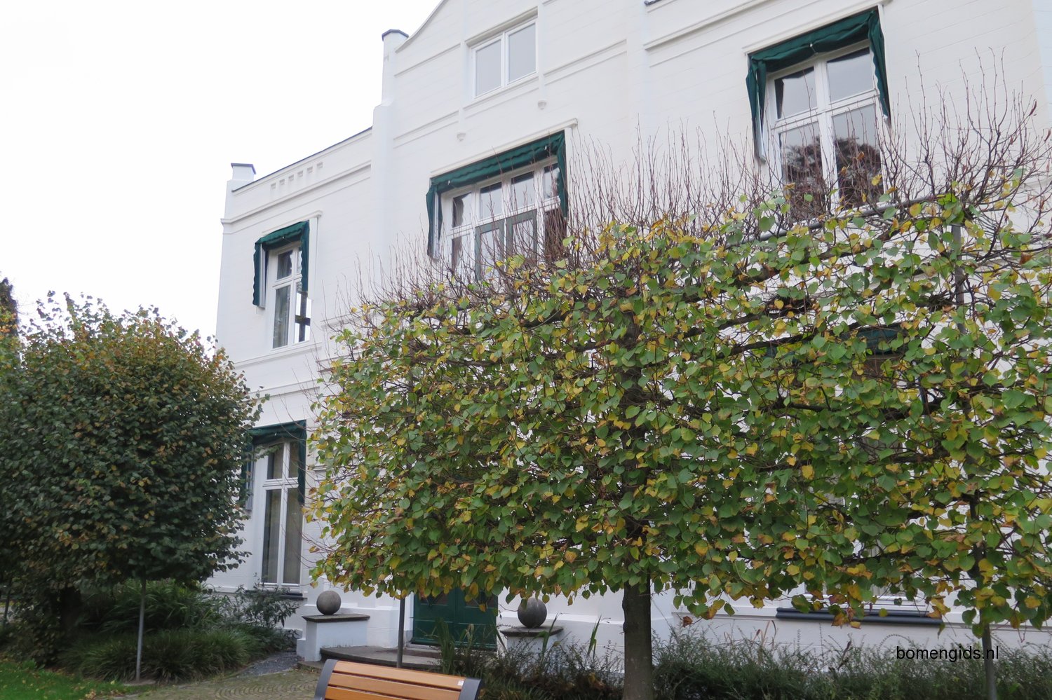 Herken de boomsoort NL: Hollandse linde; Latin: Tilia x vulgaris; UK ...