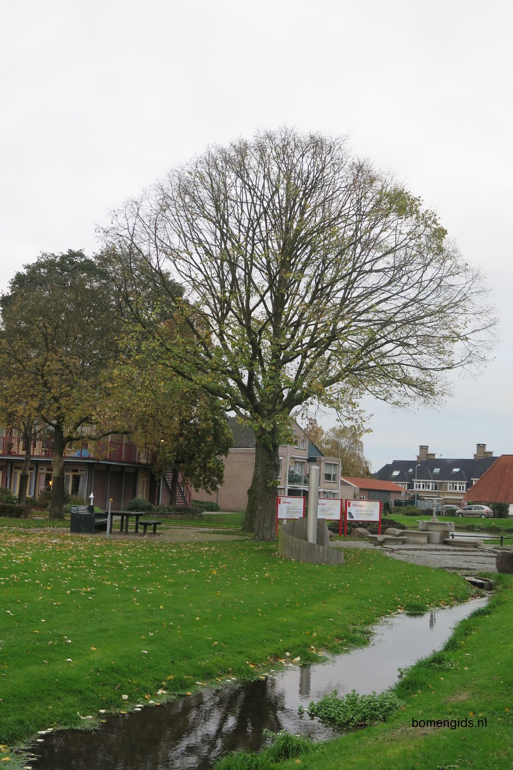 Herken de boomsoort NL: Hollandse linde; Latin: Tilia x vulgaris; UK ...