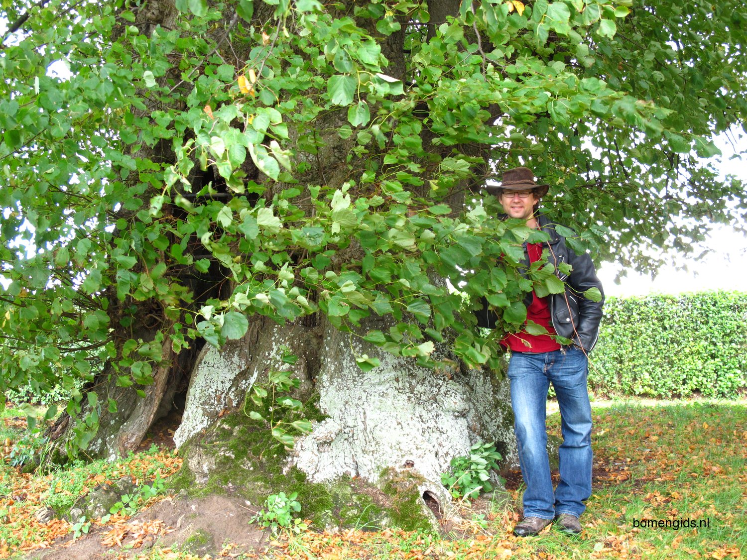 Herken de boomsoort NL: Hollandse linde; Latin: Tilia x vulgaris; UK ...