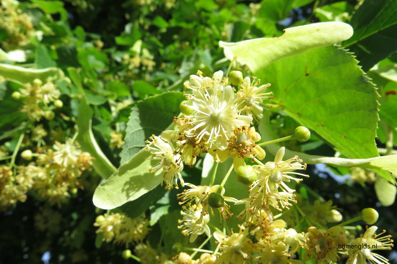 Herken de boomsoort NL: Hollandse linde; Latin: Tilia x vulgaris; UK ...