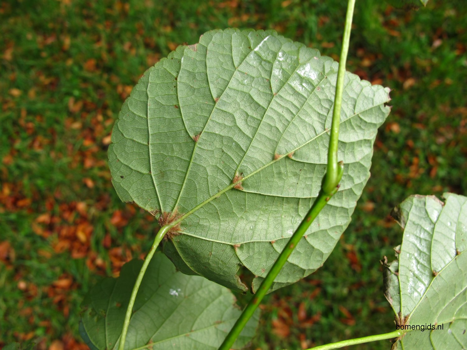 Herken de boomsoort NL: Hollandse linde; Latin: Tilia x vulgaris; UK ...