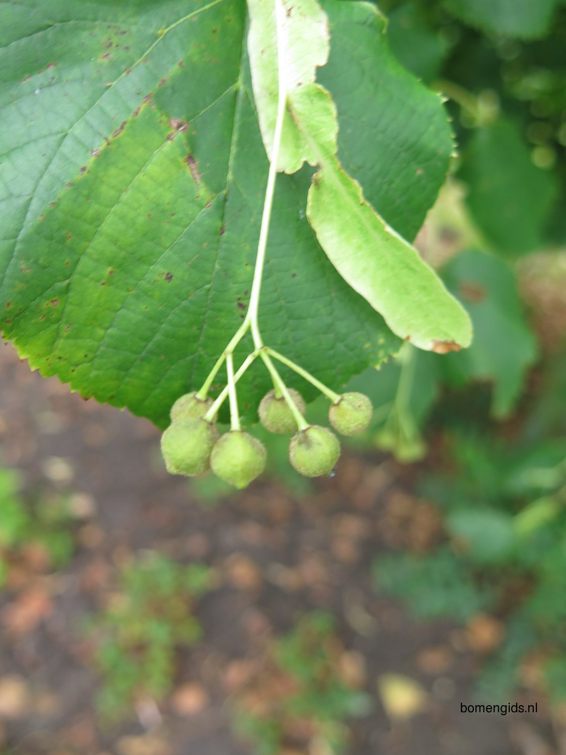 Herken de boomsoort NL: Hollandse linde; Latin: Tilia x vulgaris; UK ...