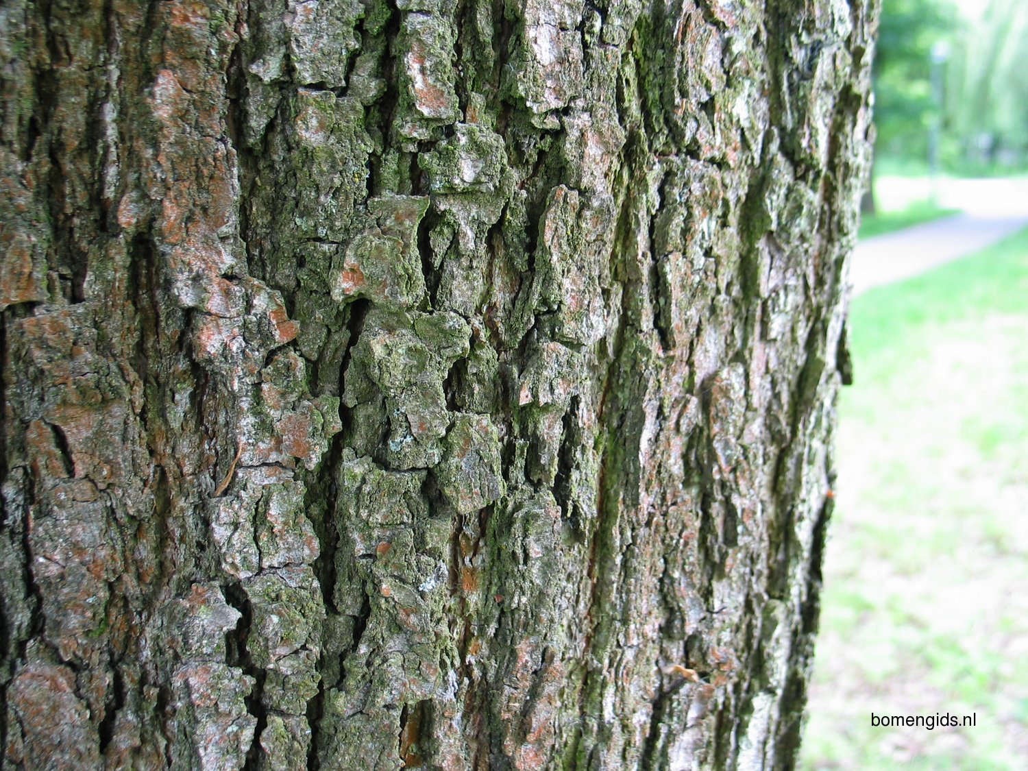 Herken de boomsoort NL: Hongaarse eik; Latin: Quercus frainetto; UK ...