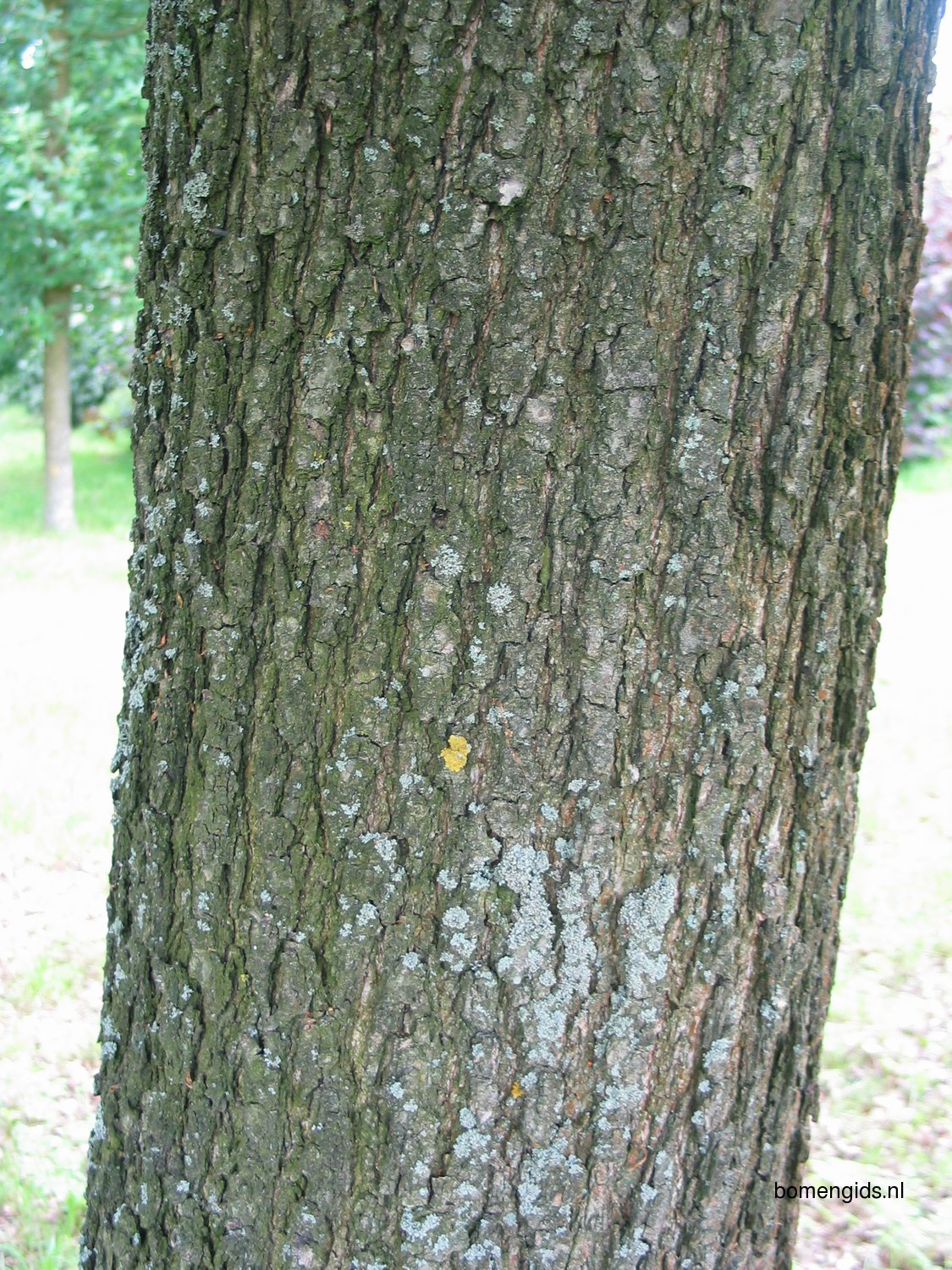 Herken de boomsoort NL: Hongaarse eik; Latin: Quercus frainetto; UK ...