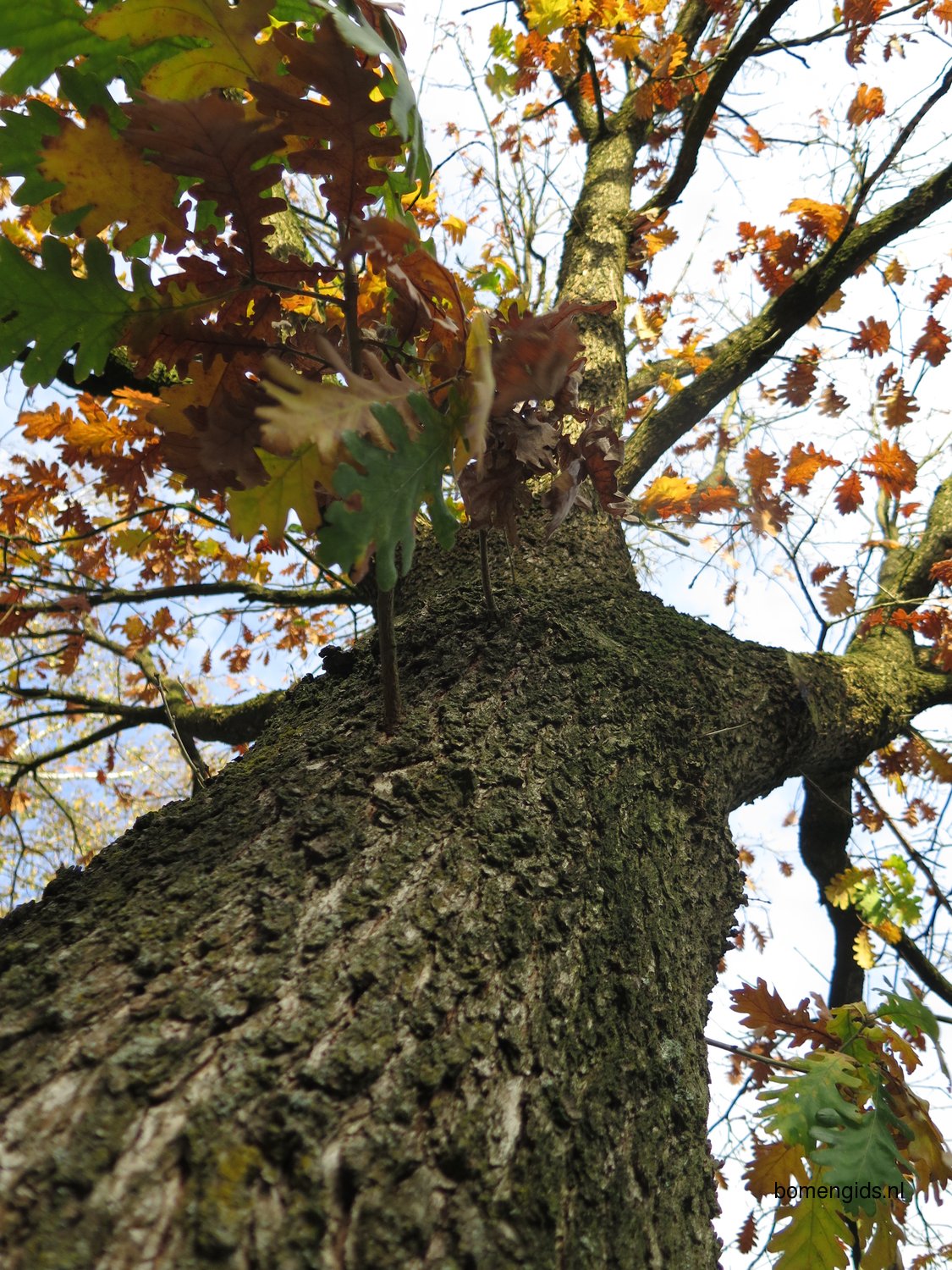 Herken de boomsoort NL: Hongaarse eik; Latin: Quercus frainetto; UK ...