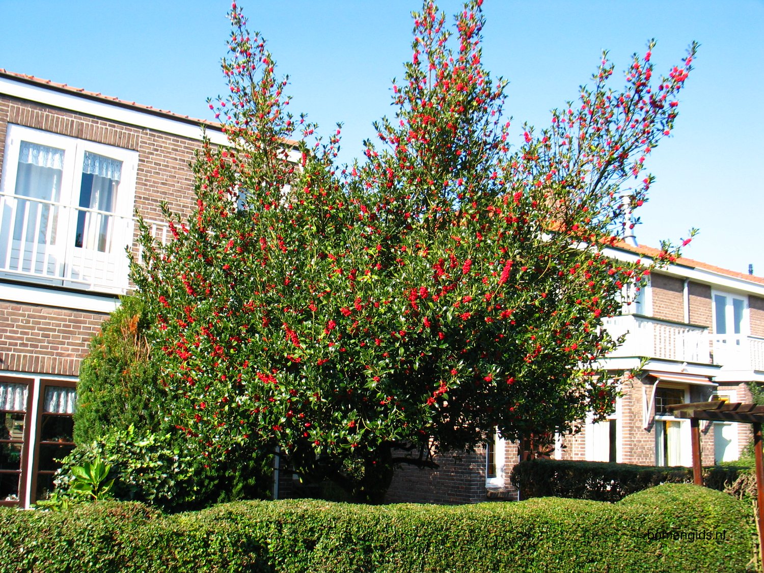 Herken de boomsoort NL: Hulst; Latin: Ilex aquifolium; UK: Holly; GE ...