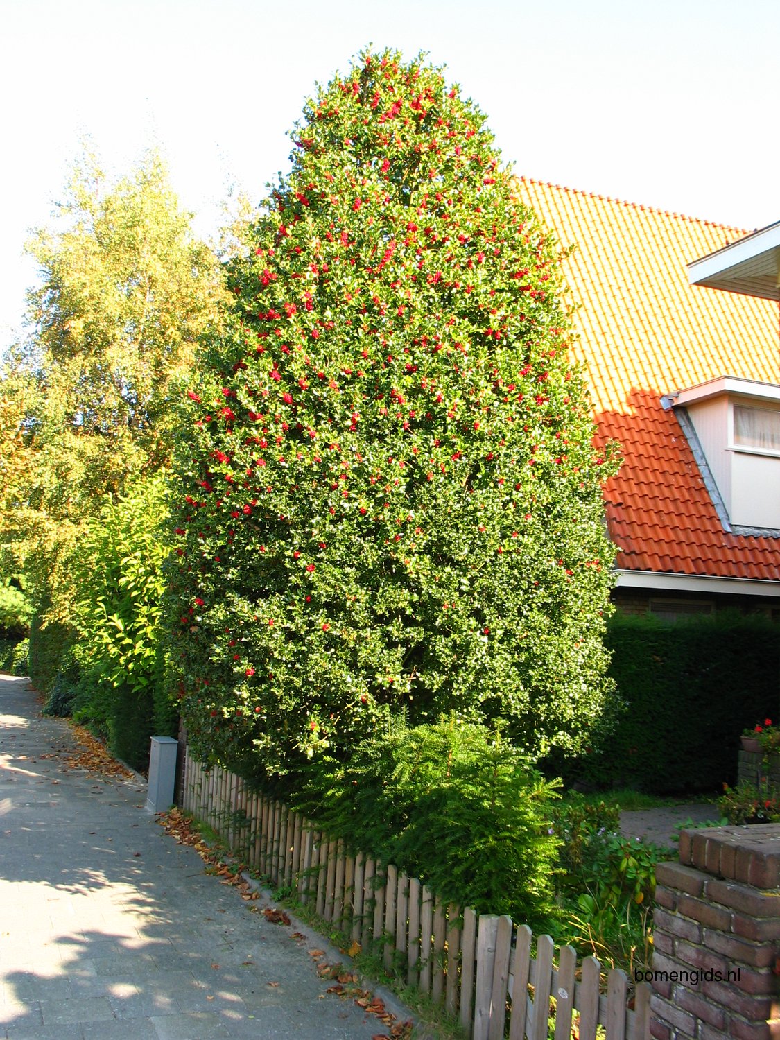 Herken de boomsoort NL: Hulst; Latin: Ilex aquifolium; UK: Holly; GE ...