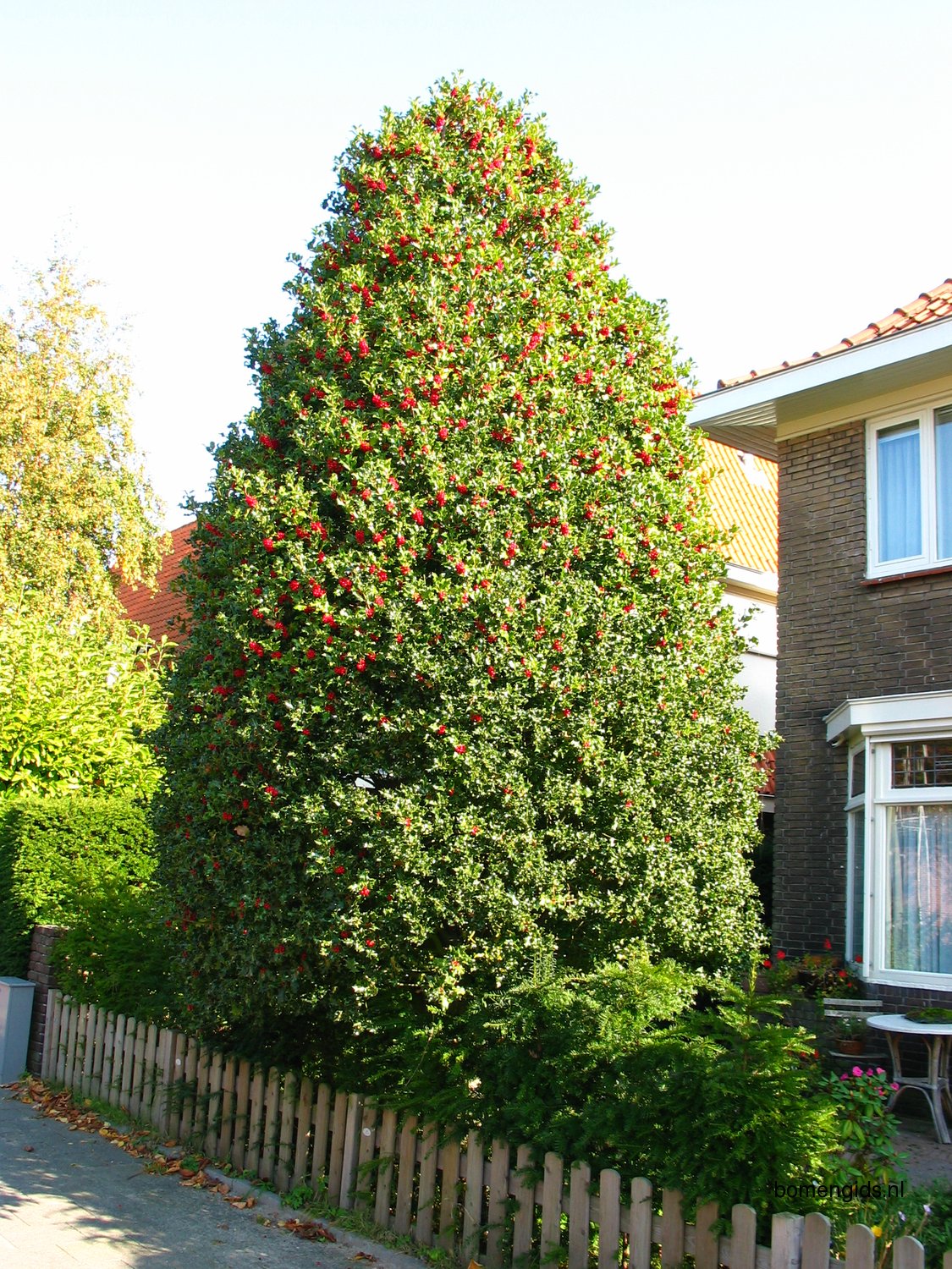 Herken de boomsoort NL: Hulst; Latin: Ilex aquifolium; UK: Holly; GE ...
