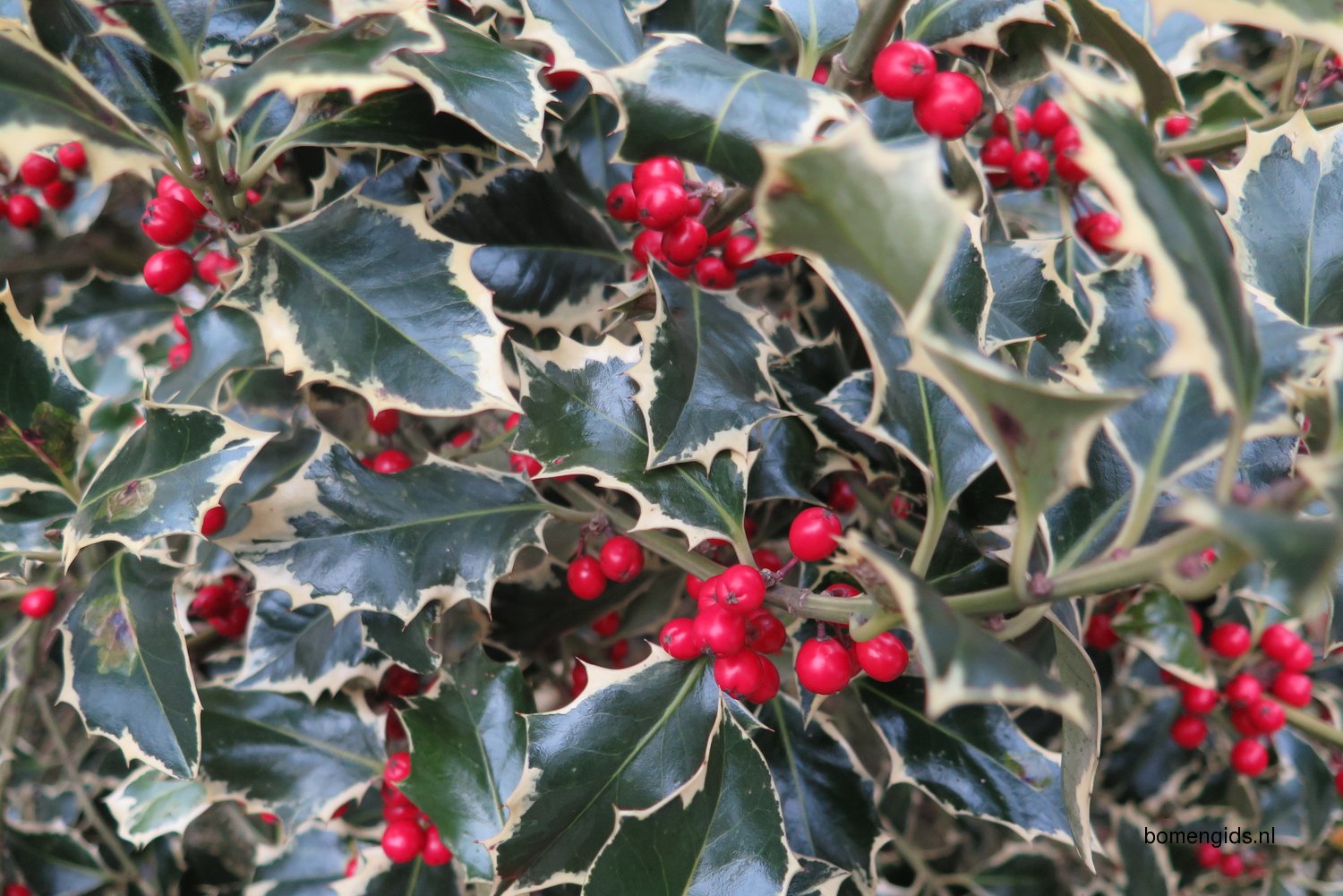 Herken de boomsoort NL: Hulst; Latin: Ilex aquifolium; UK: Holly; GE ...