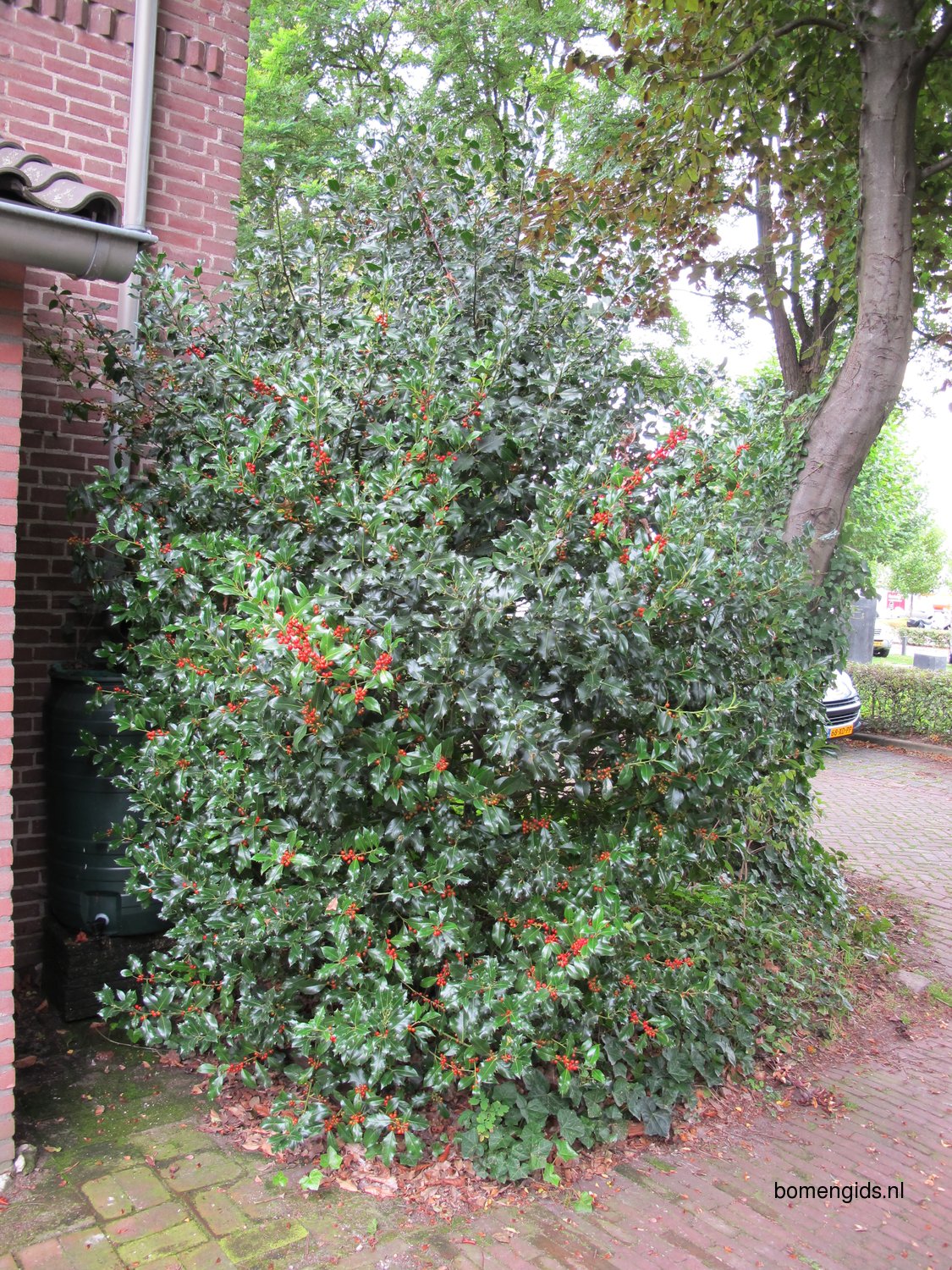 Herken de boomsoort NL: Hulst; Latin: Ilex aquifolium; UK: Holly; GE ...
