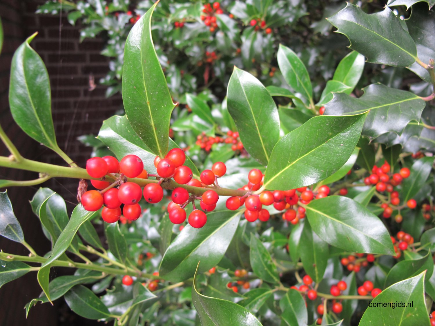 Herken de boomsoort NL: Hulst; Latin: Ilex aquifolium; UK: Holly; GE ...