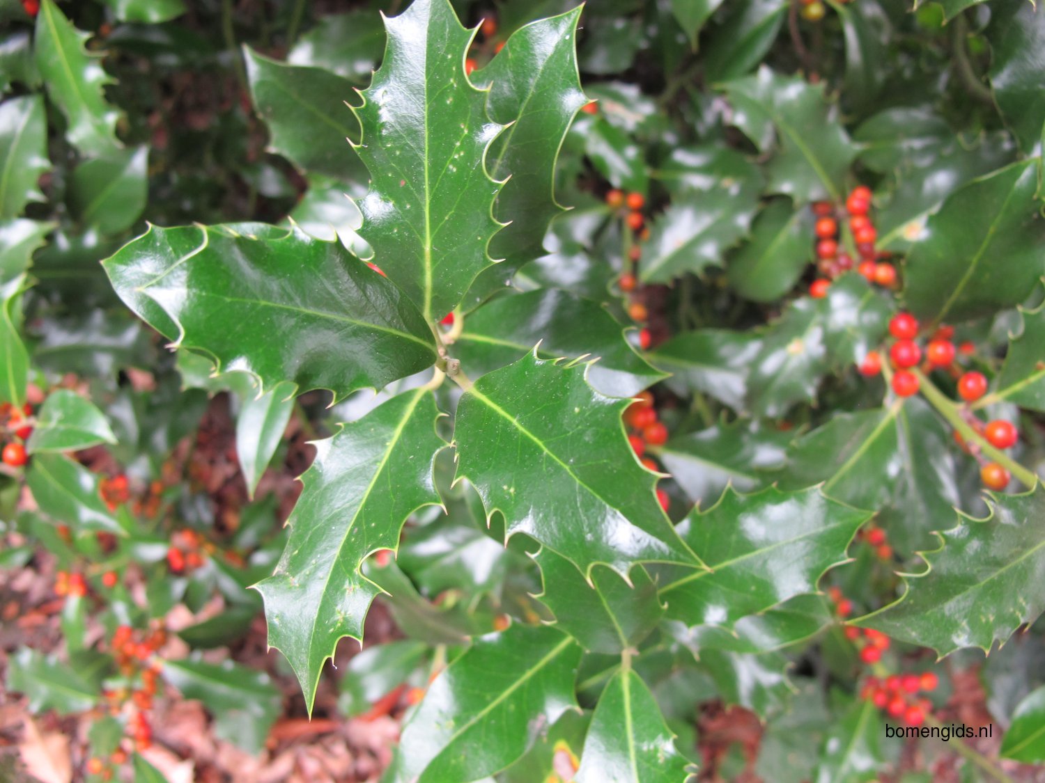 Herken de boomsoort NL: Hulst; Latin: Ilex aquifolium; UK: Holly; GE ...