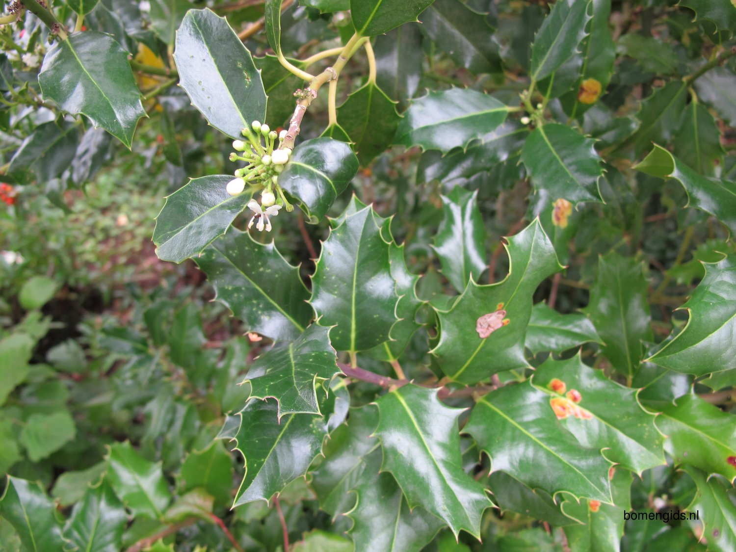 Herken de boomsoort NL: Hulst; Latin: Ilex aquifolium; UK: Holly; GE ...