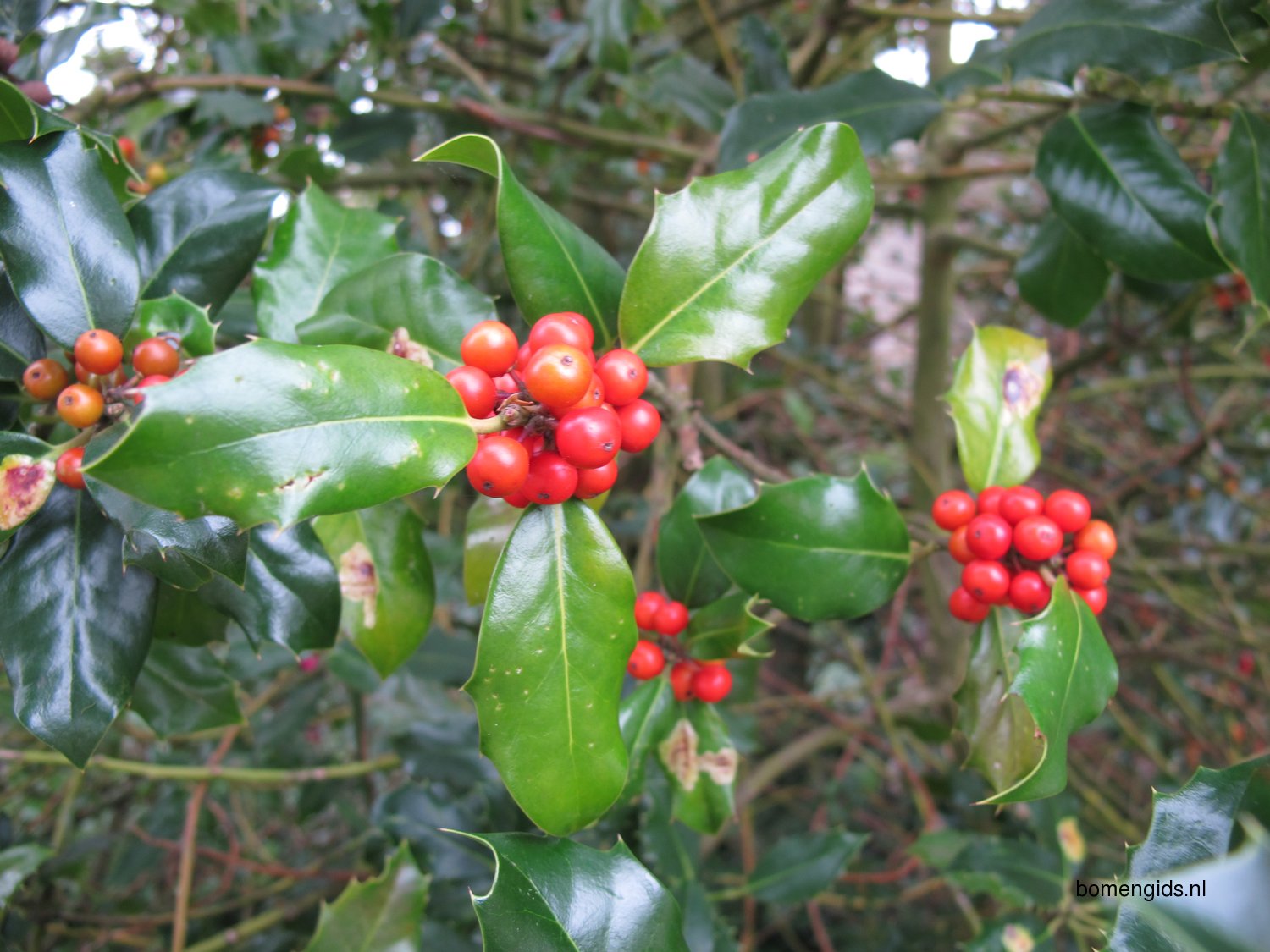 Herken de boomsoort NL: Hulst; Latin: Ilex aquifolium; UK: Holly; GE ...