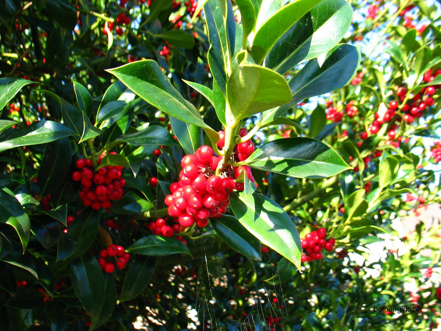 Herken de boomsoort NL: Hulst; Latin: Ilex aquifolium; UK: Holly; GE ...