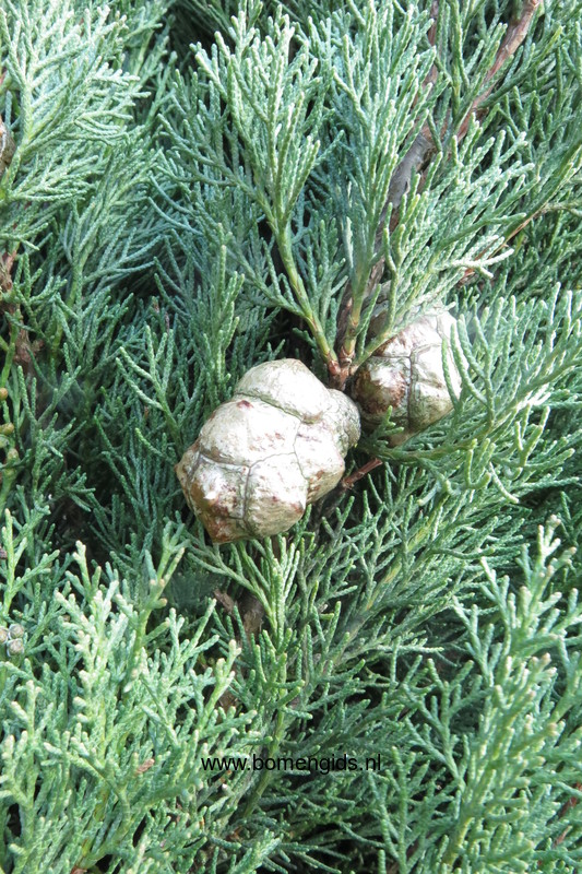 Herken de boomsoort NL: Italiaanse cypres; Latin: Cupressus ...