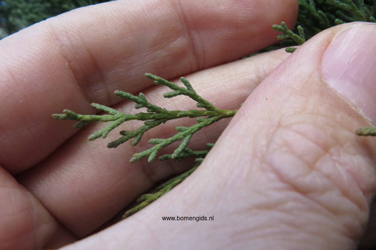 Herken de boomsoort NL: Italiaanse cypres; Latin: Cupressus ...