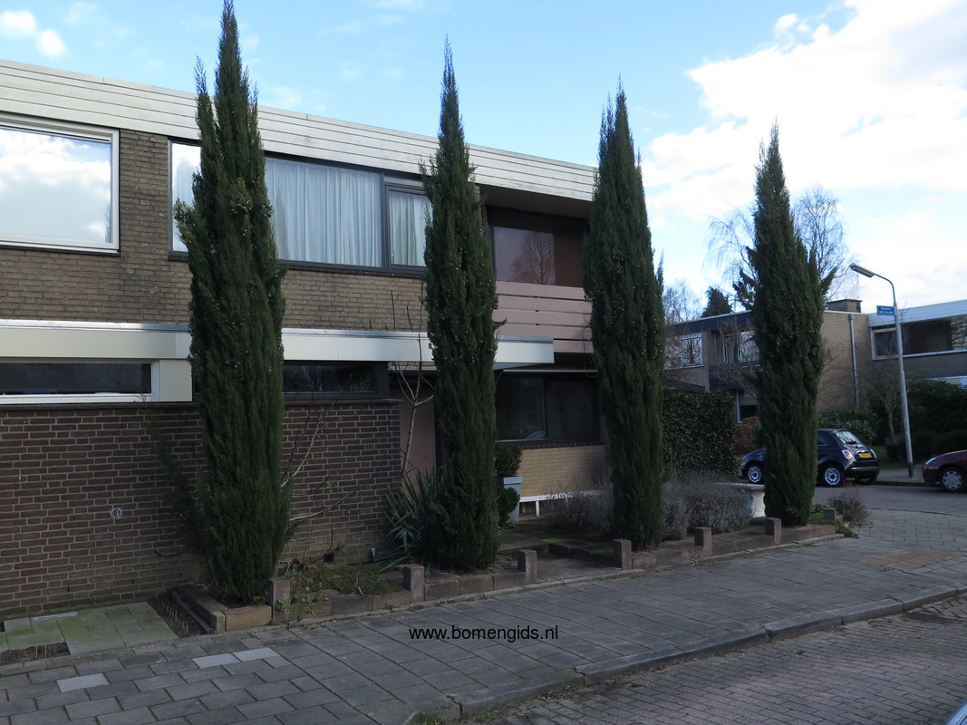 Boomsoorten die horen bij cypressen