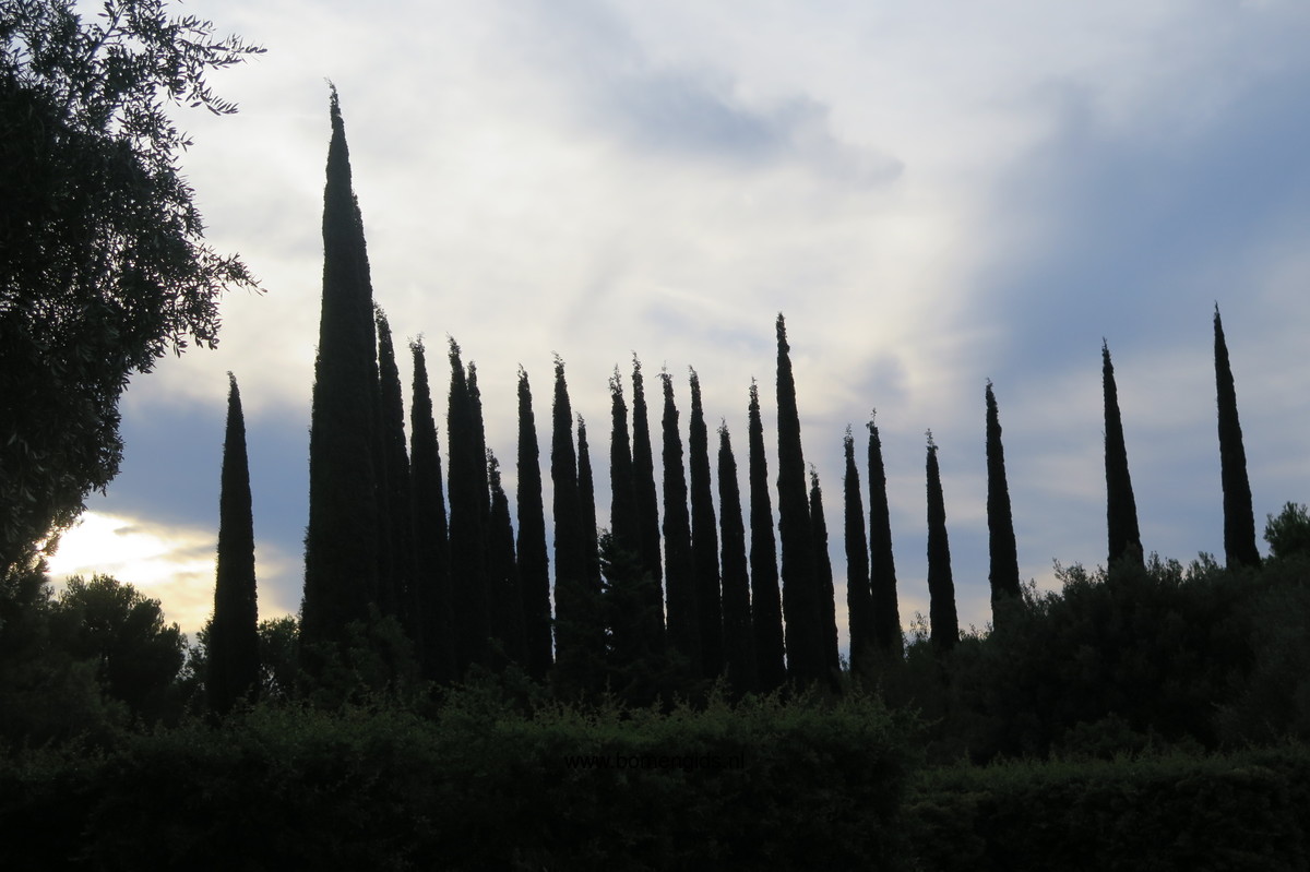 Herken de boomsoort NL: Italiaanse cypres; Latin: Cupressus ...