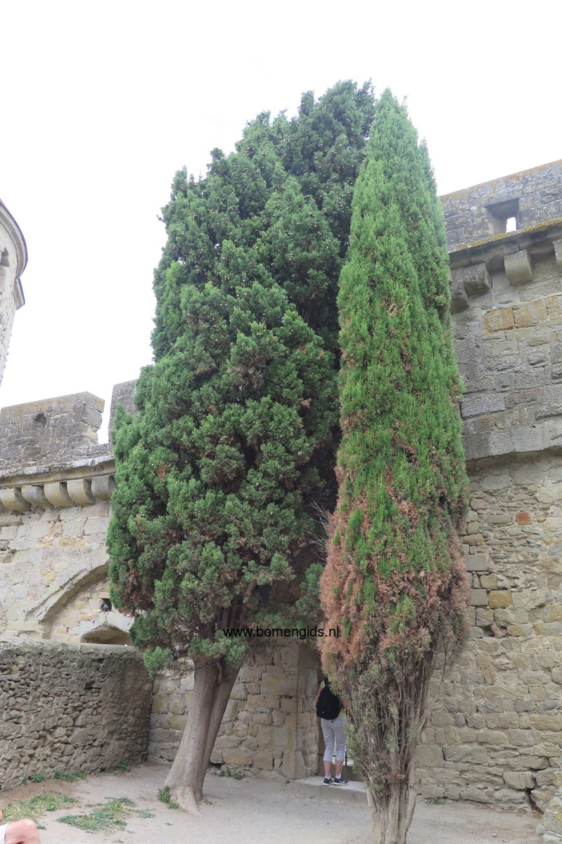 Herken de boomsoort NL: Italiaanse cypres; Latin: Cupressus ...