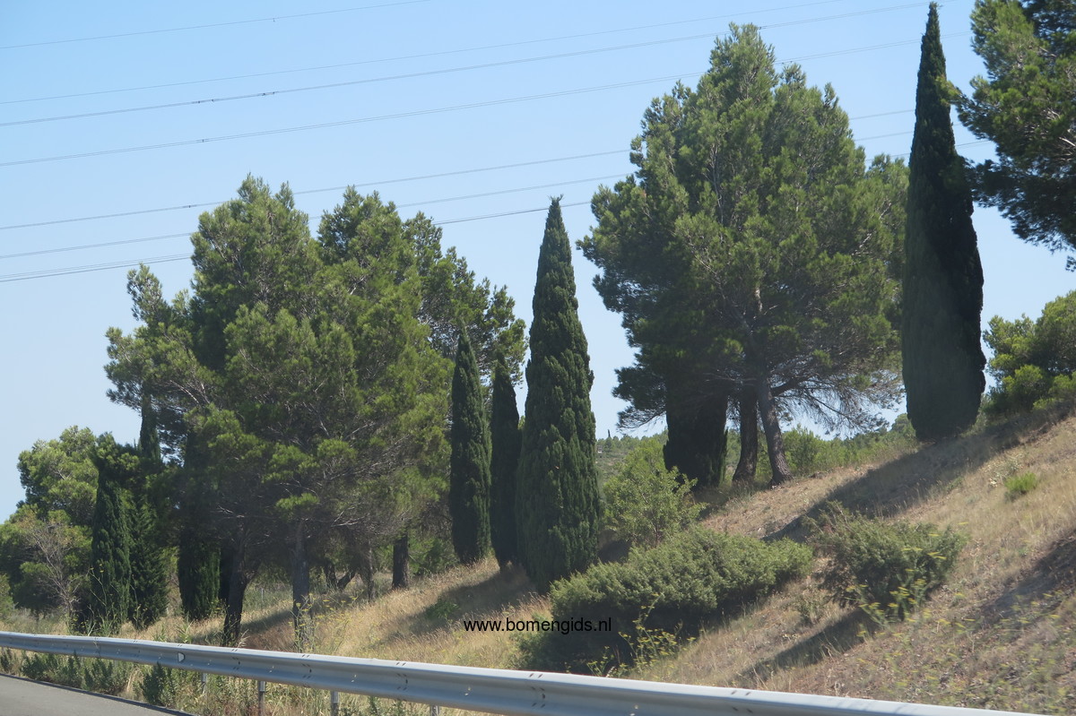 Herken de boomsoort NL: Italiaanse cypres; Latin: Cupressus ...