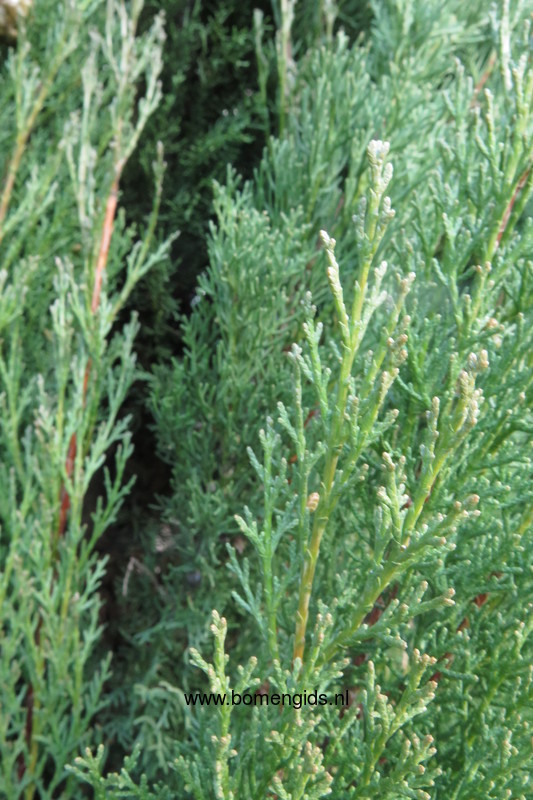 Herken de boomsoort NL: Italiaanse cypres; Latin: Cupressus ...