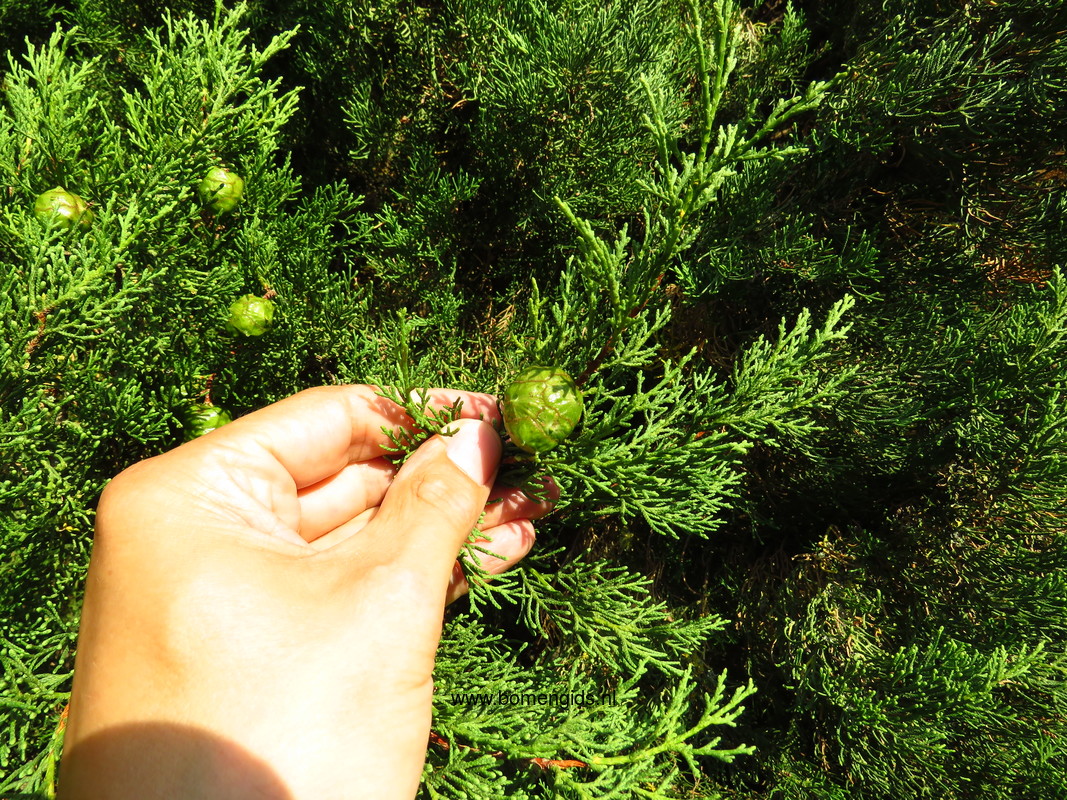 Herken de boomsoort NL: Italiaanse cypres; Latin: Cupressus ...