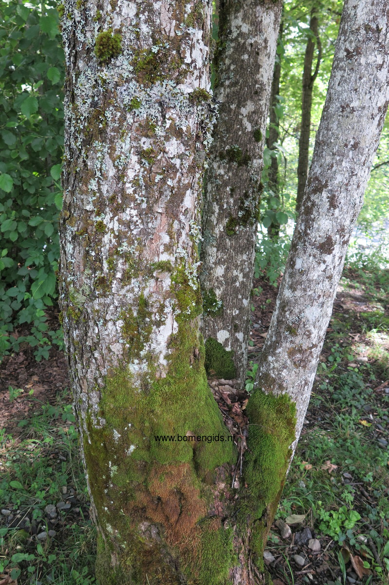 Herken de boomsoort NL: Italiaanse esdoorn; Latin: Acer opalus; UK ...